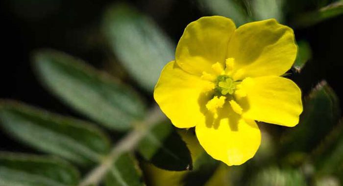 Everything You Need to Know About National Flower of UAE - Tribulus ...
